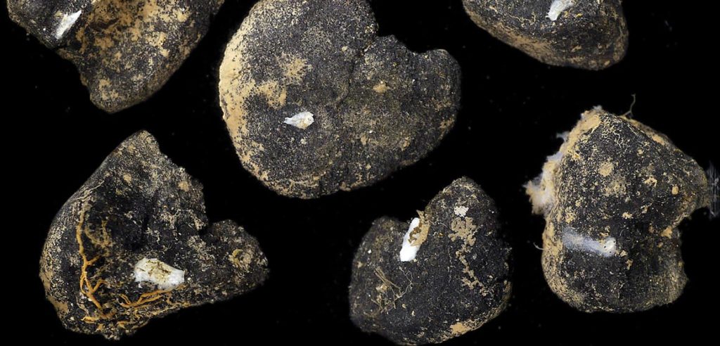 A Primer on Polymetallic Nodule Fields – DSM Observer