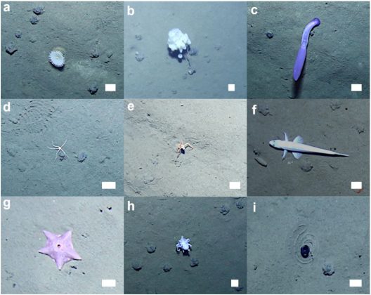 polymetallic nodules – DSM Observer