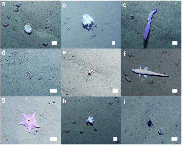 polymetallic nodules – DSM Observer