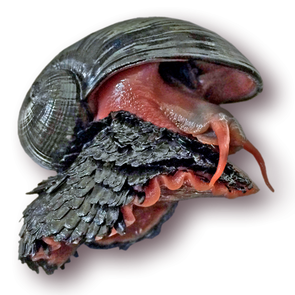 A big-hearted iron snail is the first deep-sea species to be declared ...