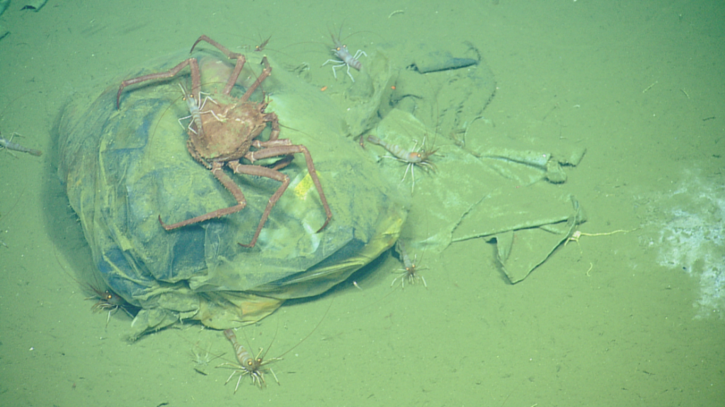 Plastic is reshaping ecosystems in the deep sea – DSM Observer